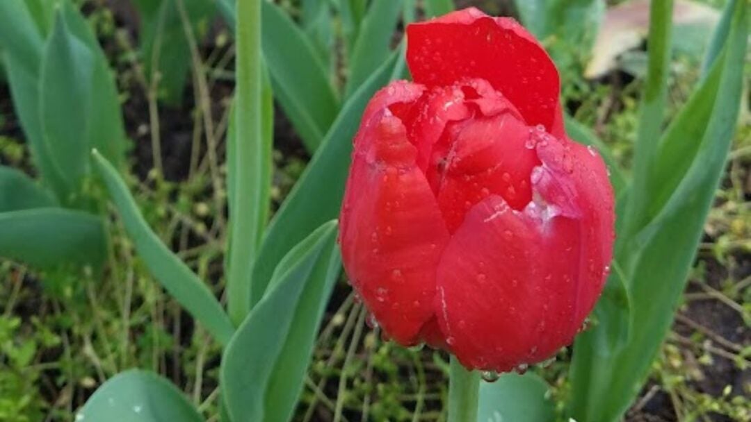 8 Tulip Varieties That Will Delight Your Senses