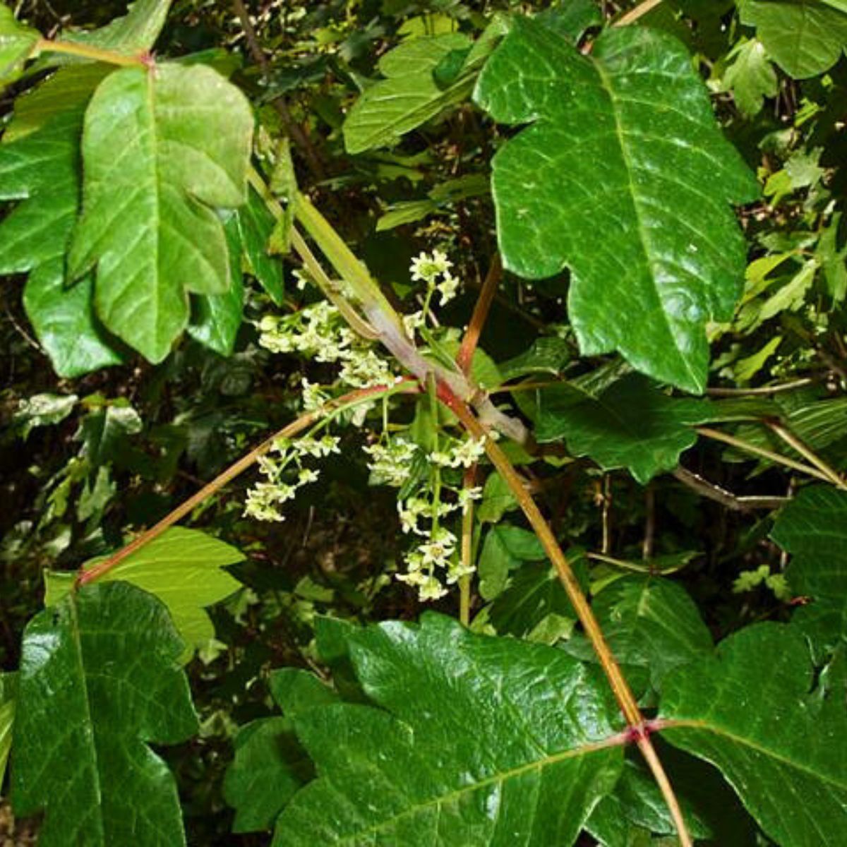 3 Ways To Effectively Kill Poison Oak And Reclaim Your Backyard