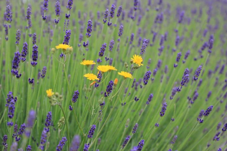 How To Grow Lavender Plants In Your Garden Or In Containers how-to-grow-lavender-plants-in-your-garden-or-in-containers