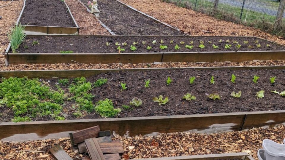 Vegetable Gardening For Beginners - A Complete Guide