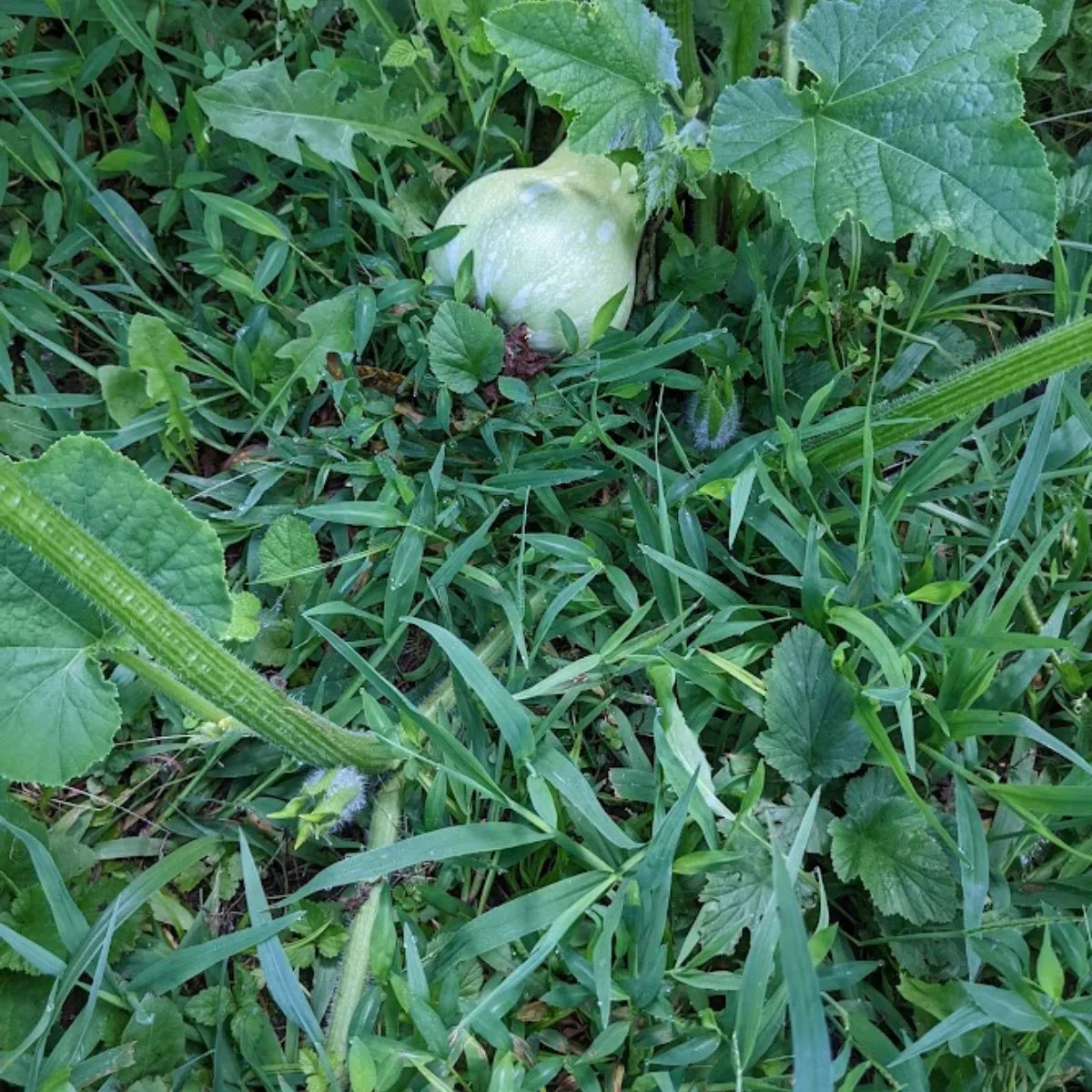 15 Common Gardening Mistakes To Avoid