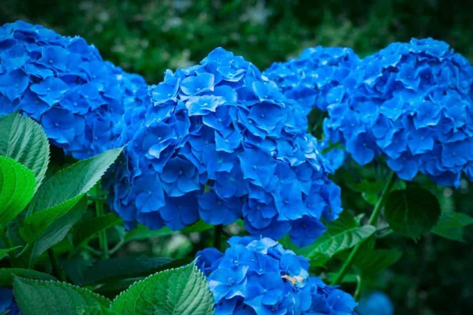 27 Bright And Colorful Flowers With Pictures