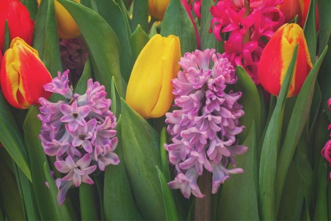 27 Bright And Colorful Flowers With Pictures