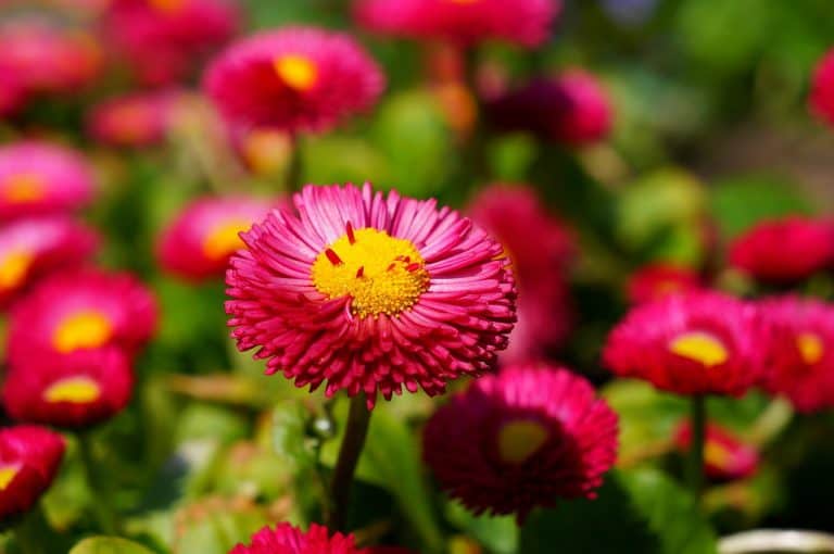 27 Bright And Colorful Flowers With Pictures