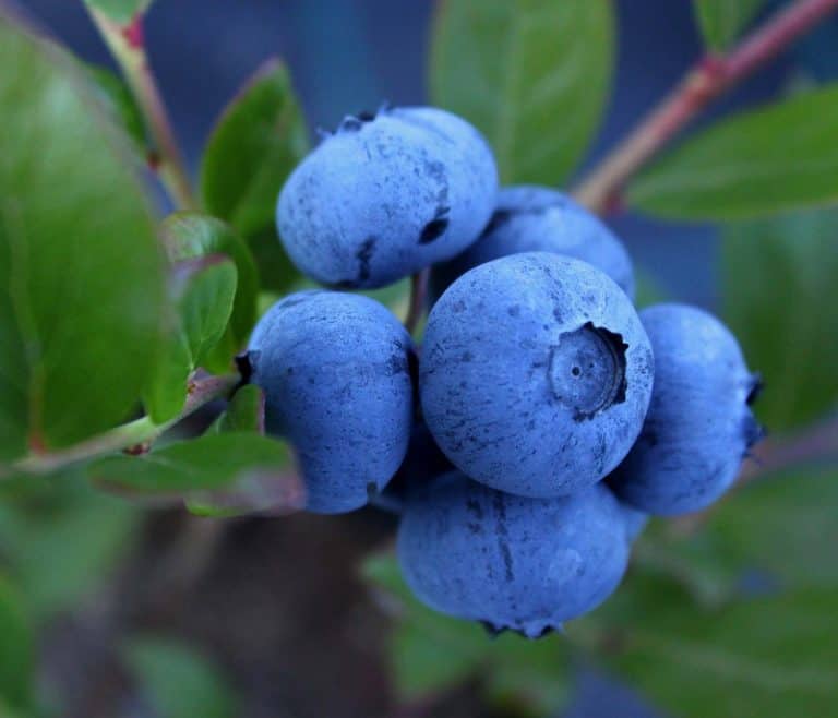 5 Easy Edible Landscaping Ideas