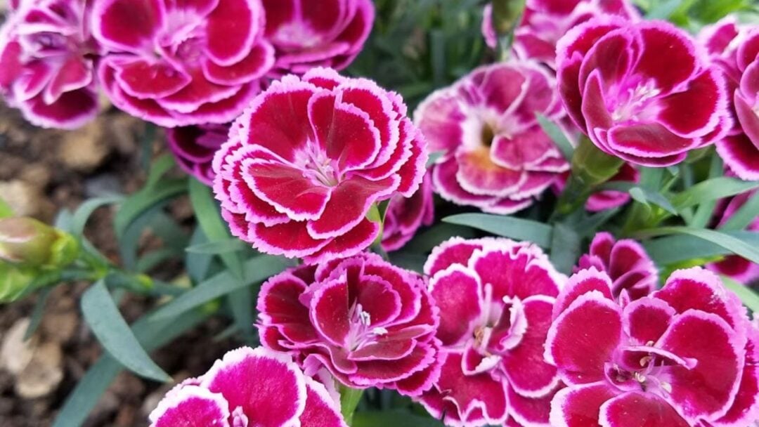 14 Dazzling Flowers That Start With D