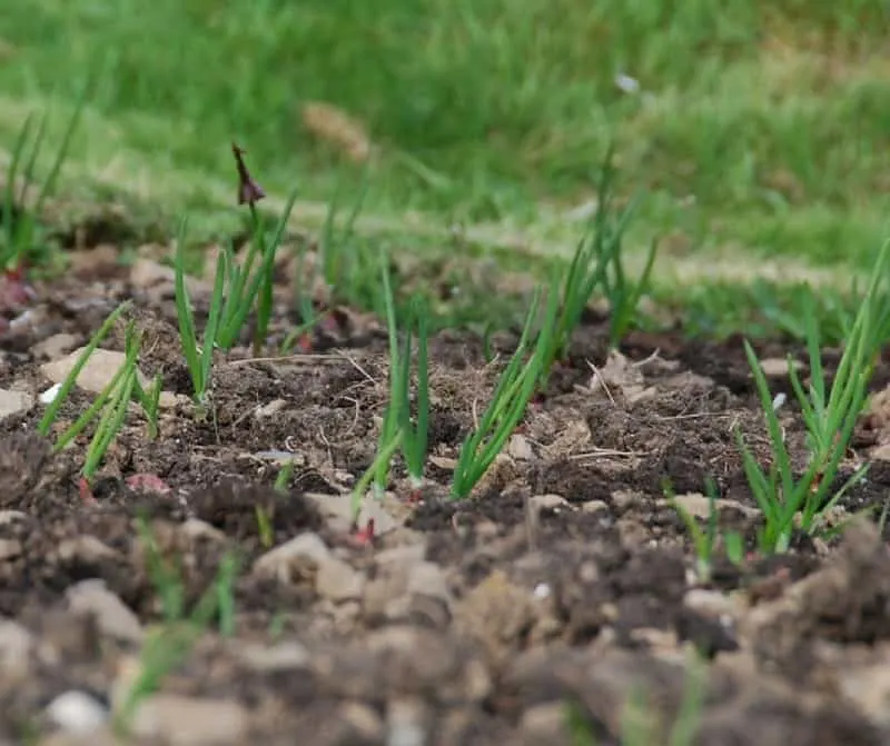 How To Grow Onions - A Step By Step Guide To An Abundant Harvest