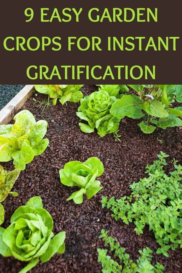 9 Easy Garden Crops For Instant Gratification