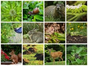 Your Worst Garden Enemies And How To Get Rid Of Them