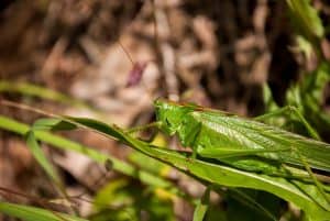 Your Worst Garden Enemies And How To Get Rid Of Them