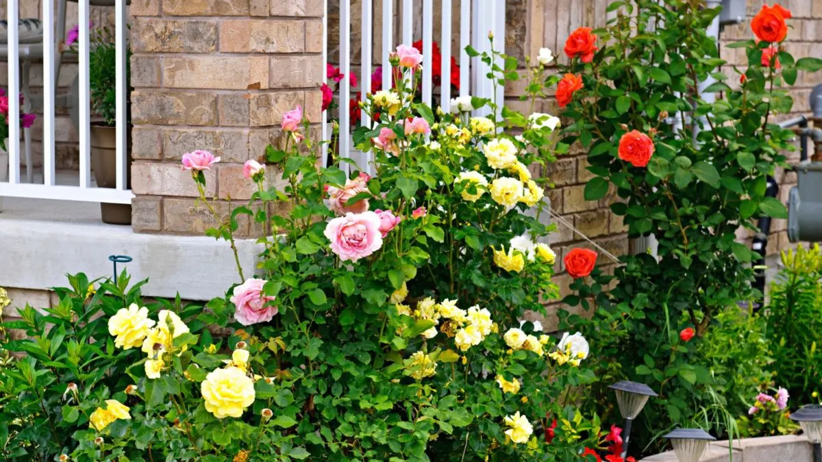 Front Yard Rose Garden