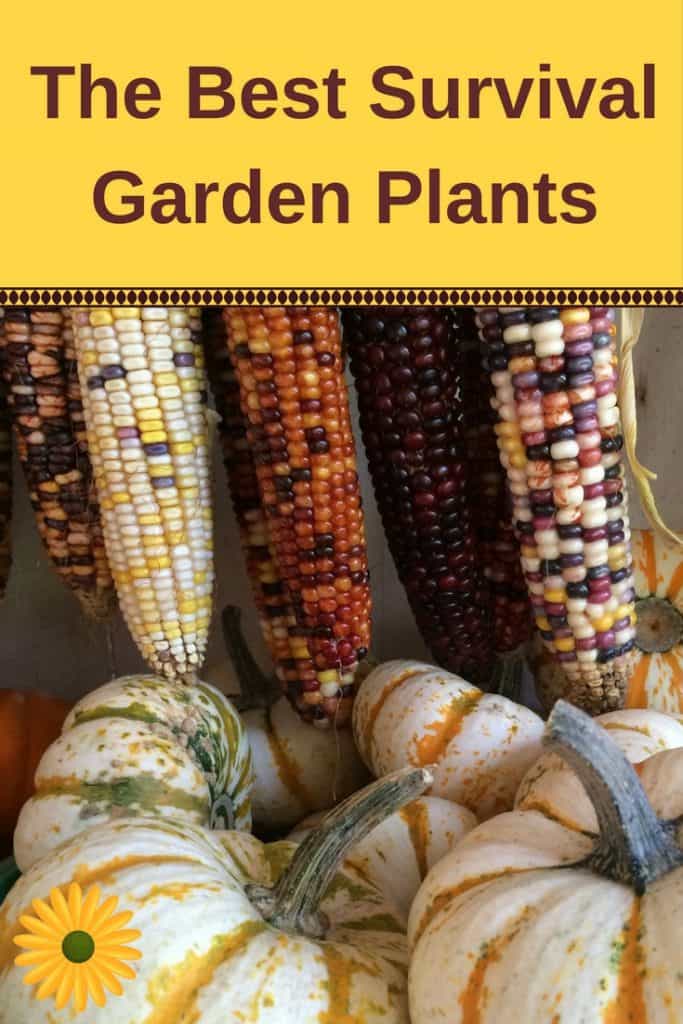 The Best Survival Garden Plants