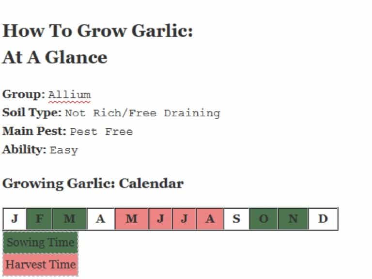How To Plant, Grow, And Harvest Garlic