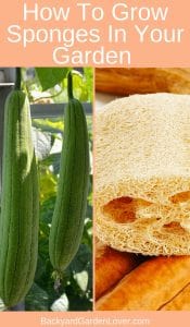 How To Grow Luffa Gourds And Get Natural Sponges Too!