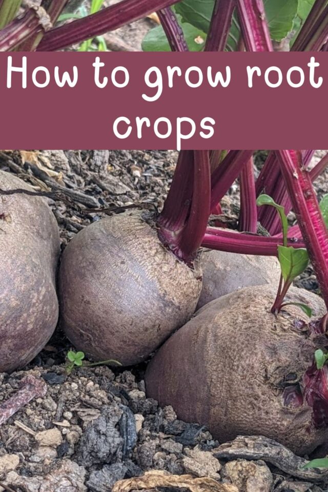 How To Grow Root Crops Successfully