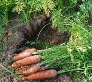 How To Grow Root Crops Successfully