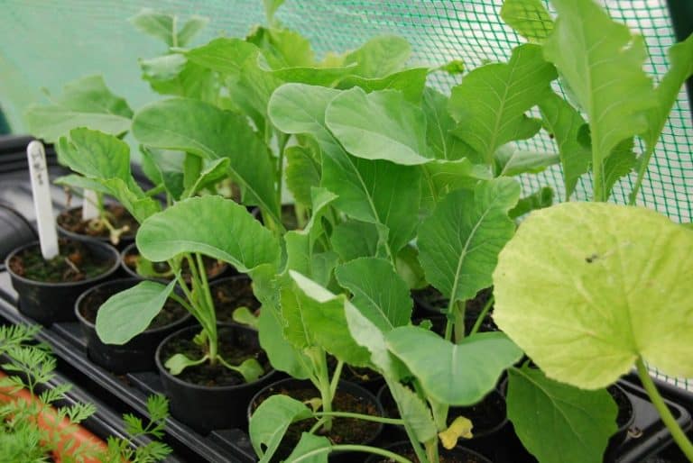 Cruciferous Vegetables List & How To Grow Them