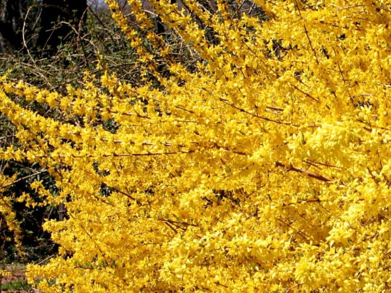 11 Yellow Spring Flowers To Make Your Garden Pop