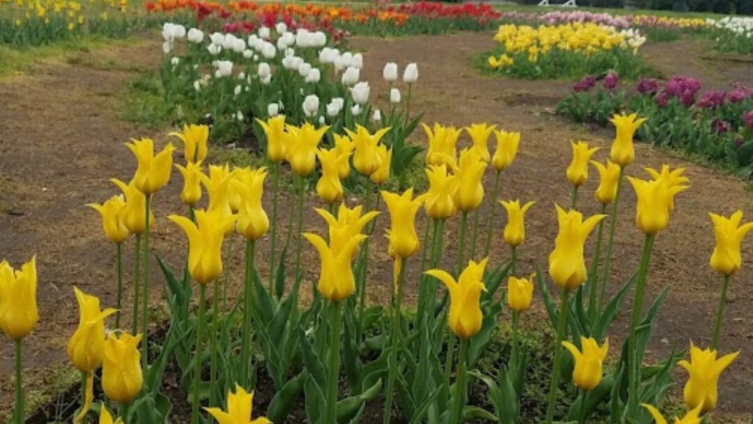 11 Yellow Spring Flowers To Make Your Garden Pop