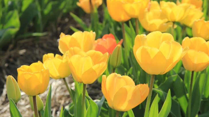 11 Yellow Spring Flowers To Make Your Garden Pop