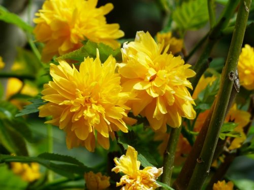 11 Yellow Spring Flowers To Make Your Garden Pop
