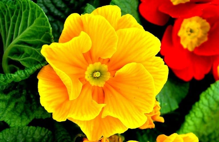11 Yellow Spring Flowers To Make Your Garden Pop
