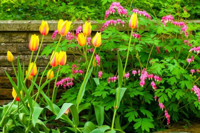 Bleeding Heart Plant Care Secrets You Should Know