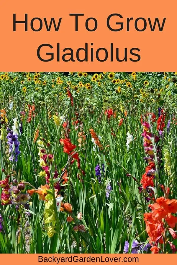 How To Grow Gladiolus And Add Color To Your Garden