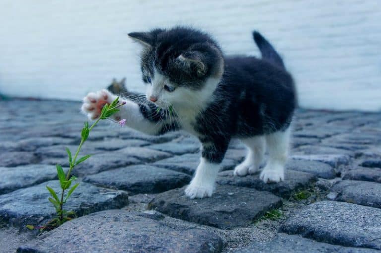 25 Pictures Of Animals And Flowers That Will Melt Your Heart