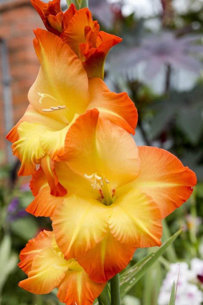 How To Grow Gladiolus And Add Color To Your Garden
