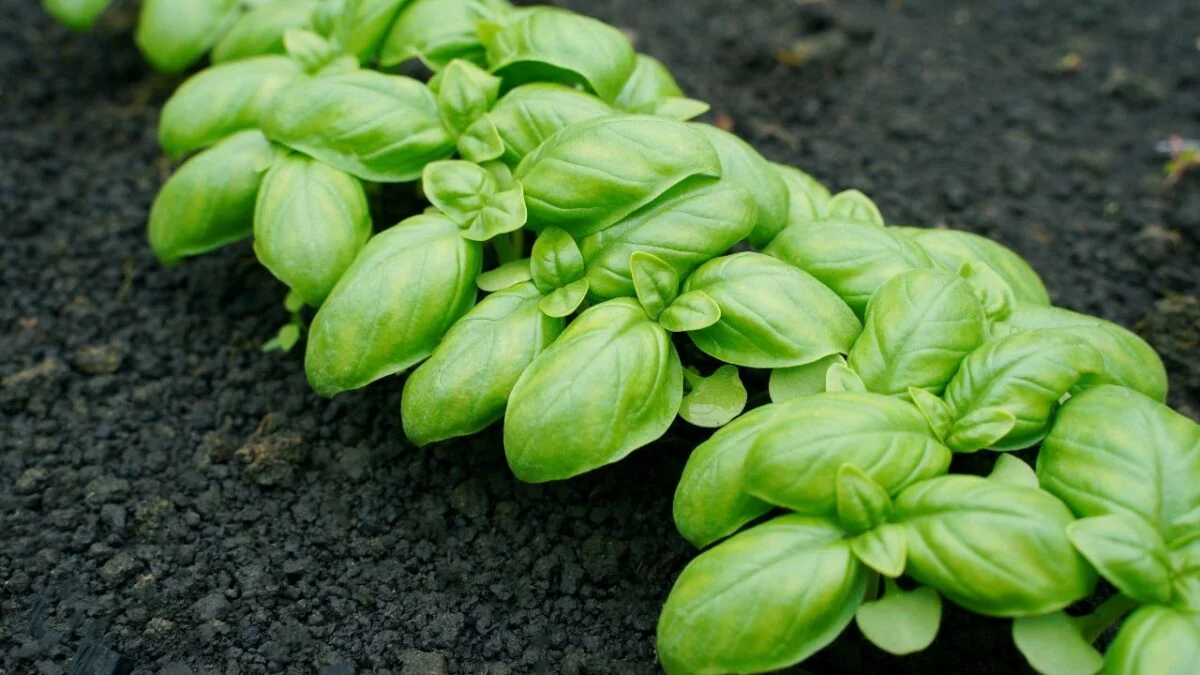 14 Fast-Growing Plants You Can Still Plant From Seed If You're Late To ...
