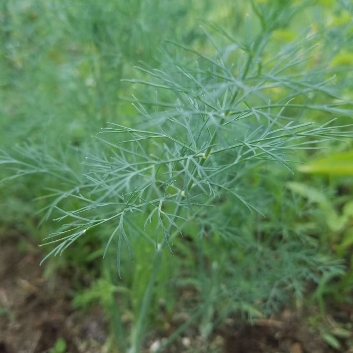 How To Grow Dill And How To Save It For Winter