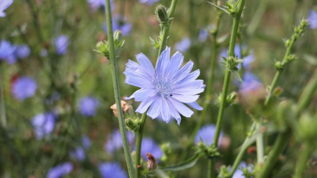 11 Annual Blue Flowers That Bring Calm To The Garden