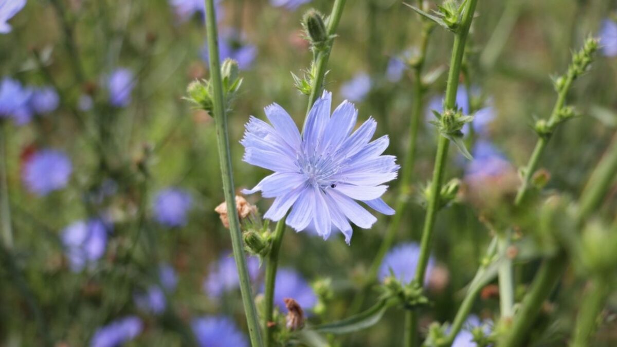 11 Annual Blue Flowers That Bring Calm To The Garden