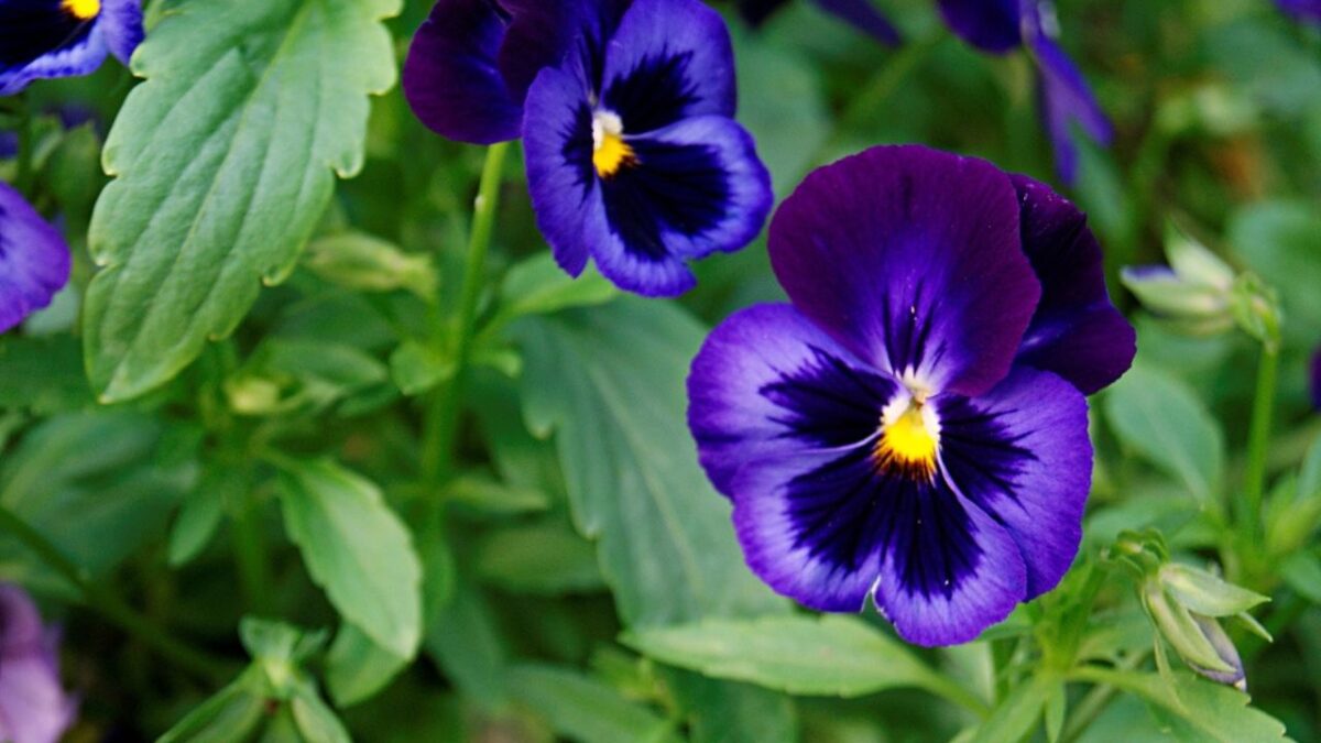 11 Annual Blue Flowers That Bring Calm To The Garden