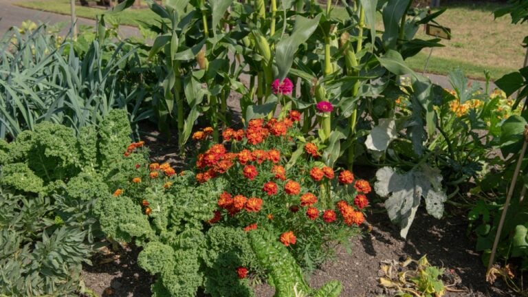 How To Stop Weeds From Taking Over Your Garden