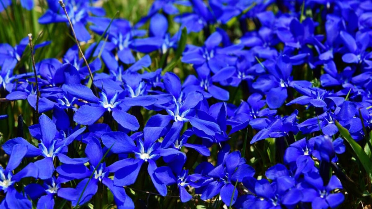 Create A Calm, Colorful Garden With These Beautiful Blue Flowers