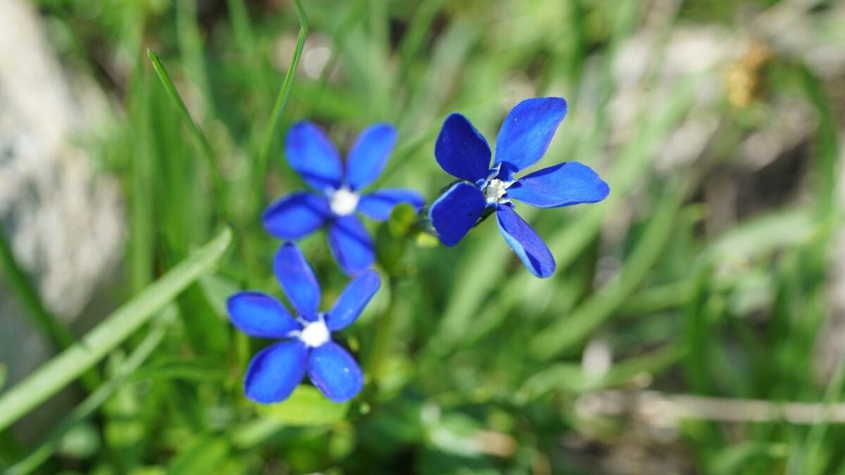 11 Annual Blue Flowers That Bring Calm To The Garden