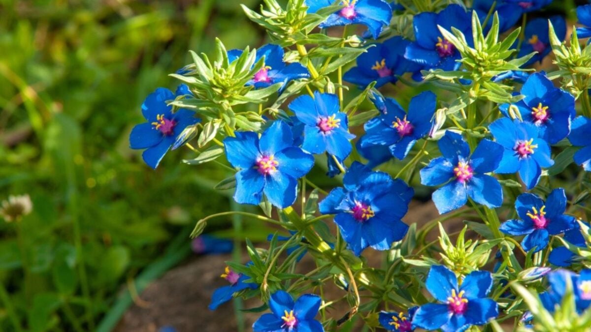 12 Flowers Perfect For Compact Spaces And Small Garden Beds