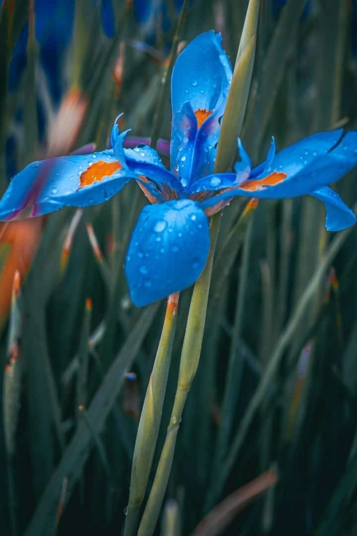 25 Beautiful Blue Flowers For Your Garden