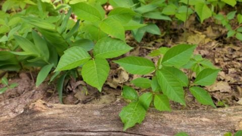 Common Plants That Can Be Deadly To Humans
