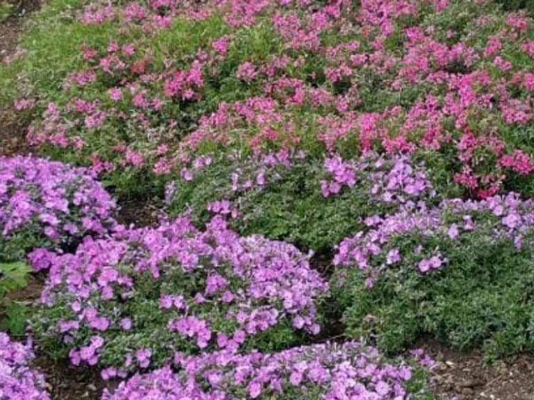 9 Gorgeous Plants That Grow Well Under Pine Trees