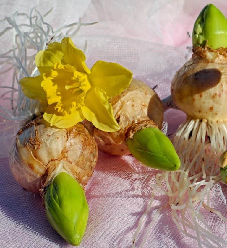 12 Common Plants That Are Harmful To Humans