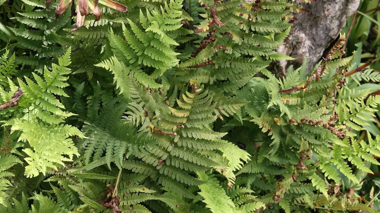 11 Shade Loving Plants You'll Love