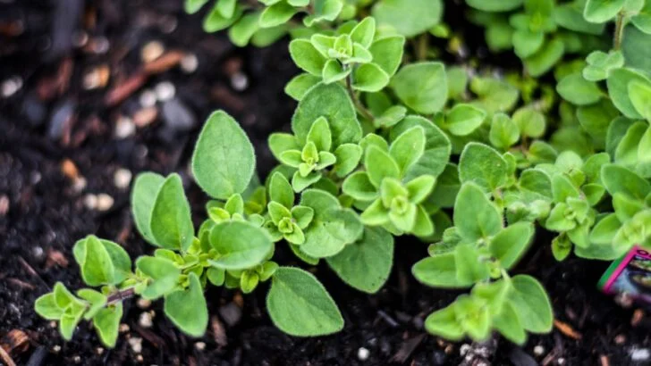 17 Plants That Repel And Keep Rabbits Out Of The Yard