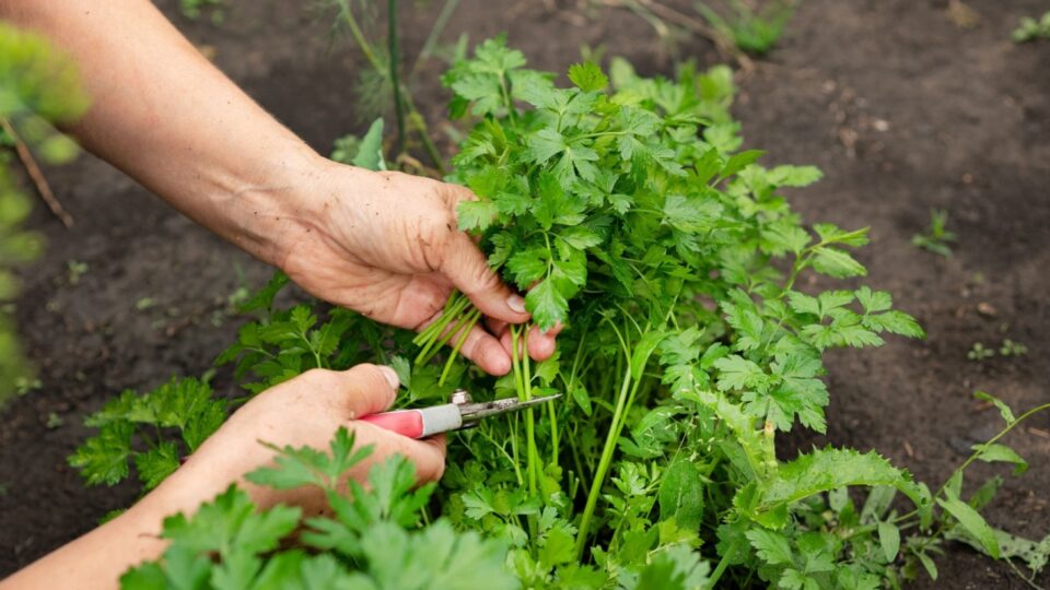 Perennial Vegetables List: Delicious Plant Once Veggies For Your Garden