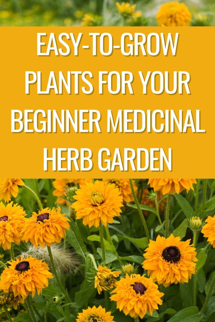 35+ Easy To Grow Medicinal Plants To Make Your Own Herbal Remedies!