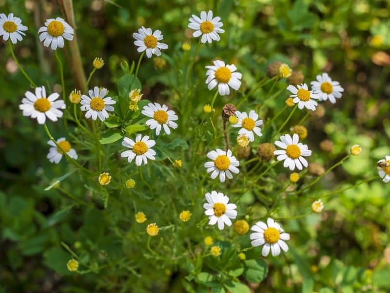 35+ Easy To Grow Medicinal Plants To Make Your Own Herbal Remedies!
