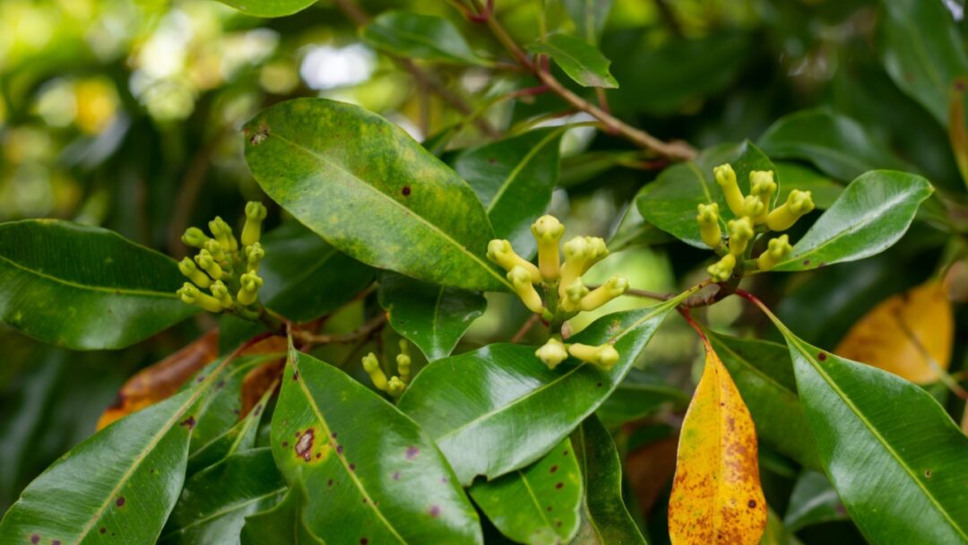 Scents That Will Keep Ants Out Of Your Home For Good