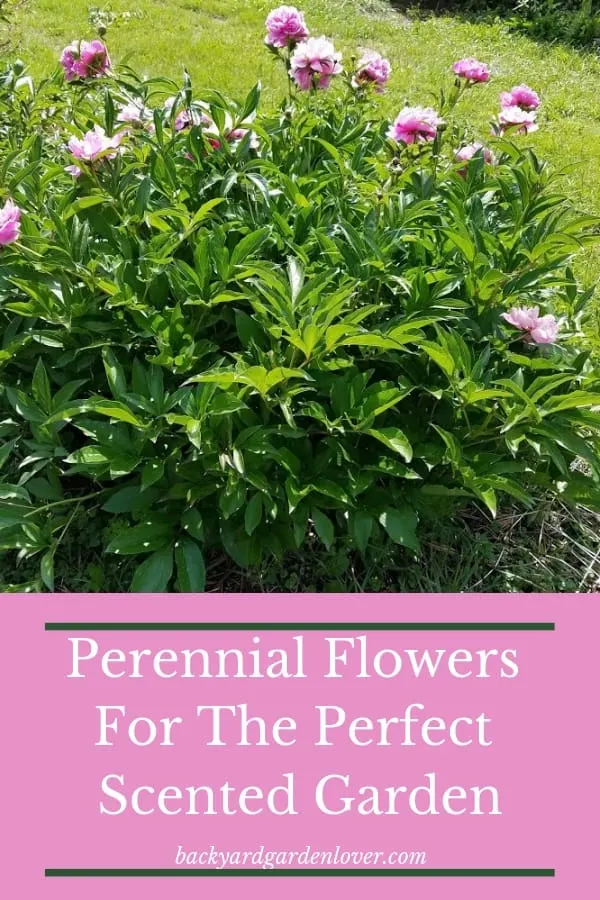 11 Fragrant Perennial Flowers For The Perfect Scented Garden